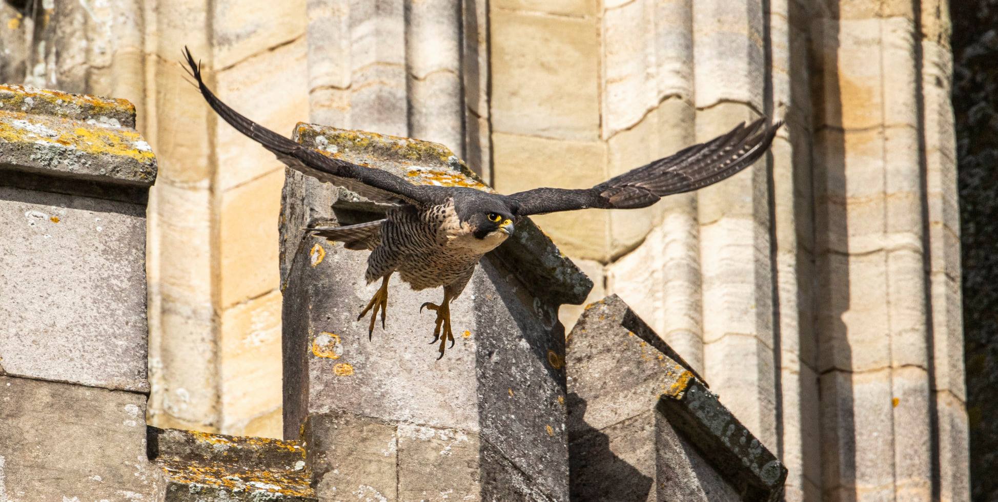 The Chichester Peregrines | Chichester Cathedral